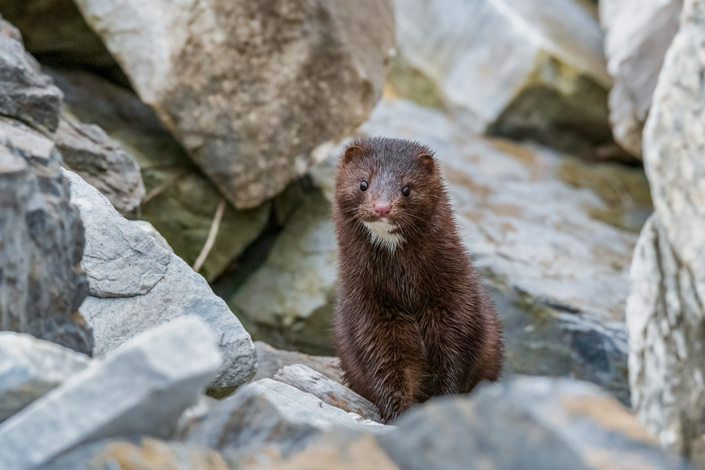 American Mink (Neogale vison) - Know Your Mammals