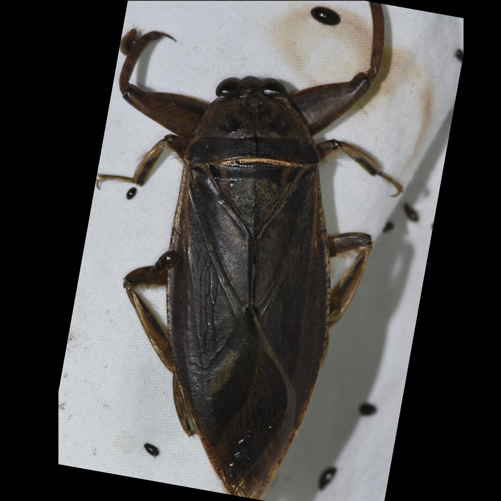 Uhler's Giant Water Bug from Big Cypress, FL, USA on June 3, 2023 at 11 ...