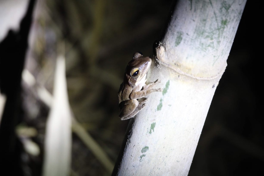 Chunam Tree Frog from Hampi on June 5, 2023 at 09:53 AM by Chethan Rao ...