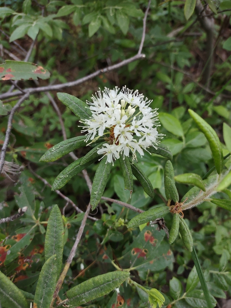 Bog Labrador Tea from Bois-des-Filion, QC J6Z 4T2, Canada on June 9 ...