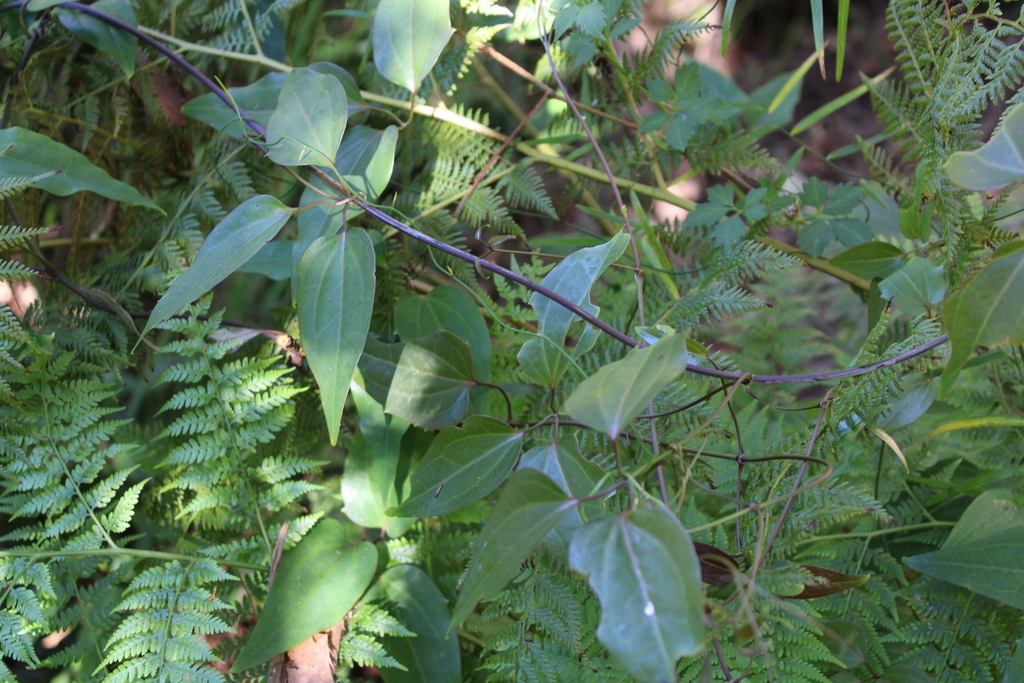 Headache Vine from Smiths Lake NSW 2428, Australia on June 10, 2023 at 11:46 AM by Dr Pamela ...