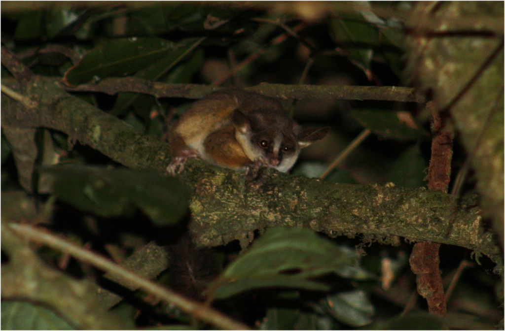 Mountain Dwarf Galago (Mammals of Kenya) · iNaturalist