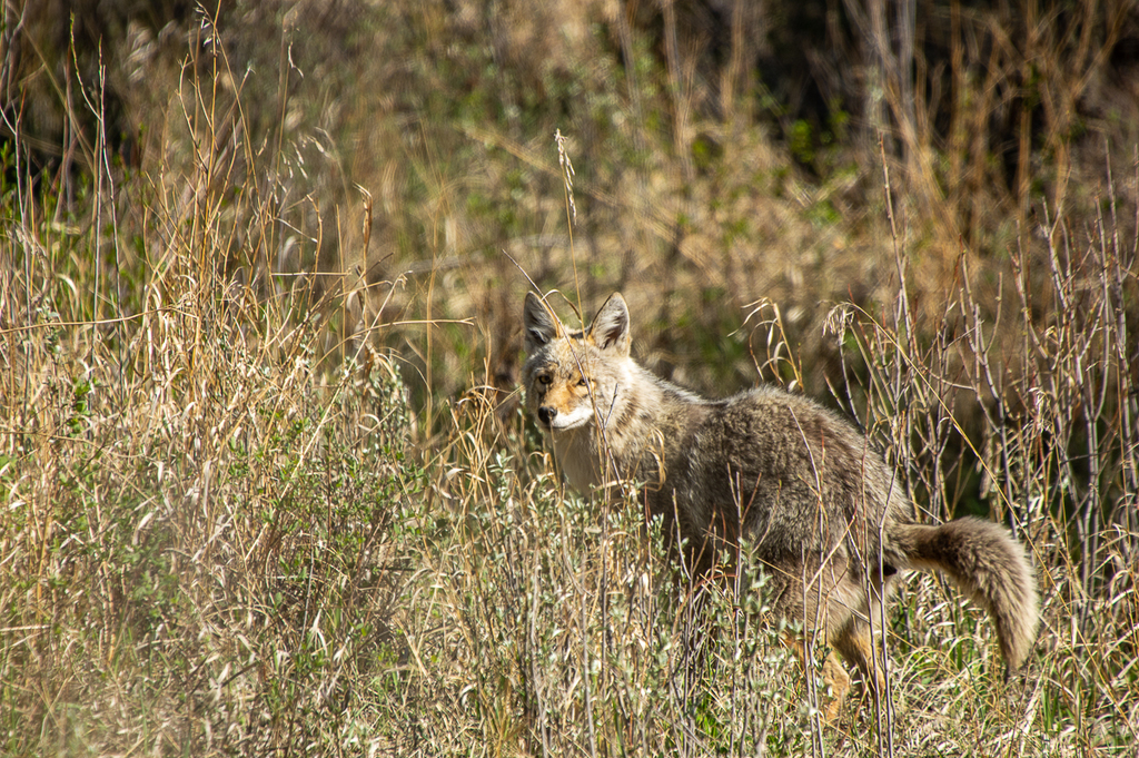 Plains Coyote (Canis latrans latrans) - Know Your Mammals
