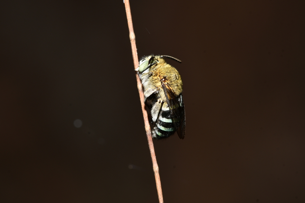 Amegilla parhypate from 中国北海市银海区冠头岭 邮政编码: 536001 on June 6, 2023 at 10: ...
