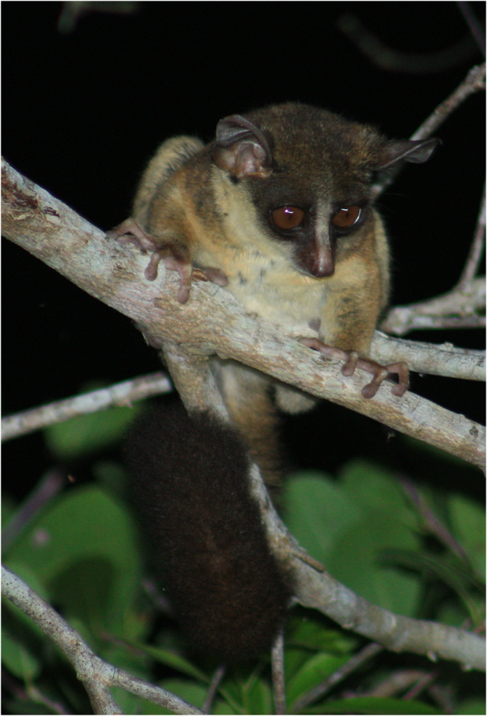 Paragalago zanzibaricus zanzibaricus (Mammals of Zanzibar archipelago ...