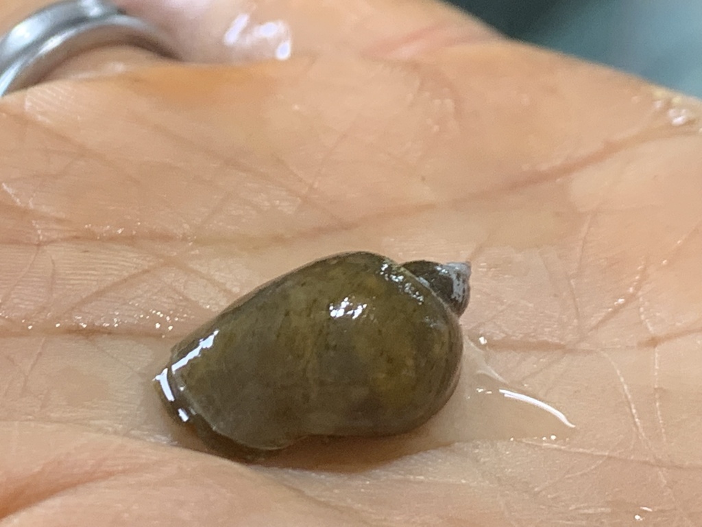 Radix plicatula from 長濱鄉, TW on January 15, 2020 at 11:33 AM by ...