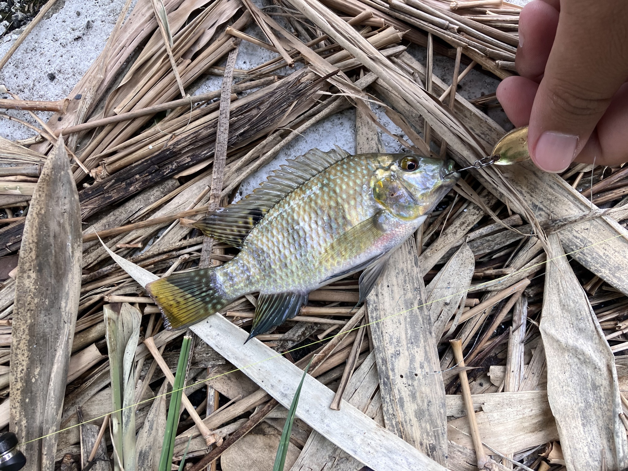 Coptodon zillii (Gervais, 1848)