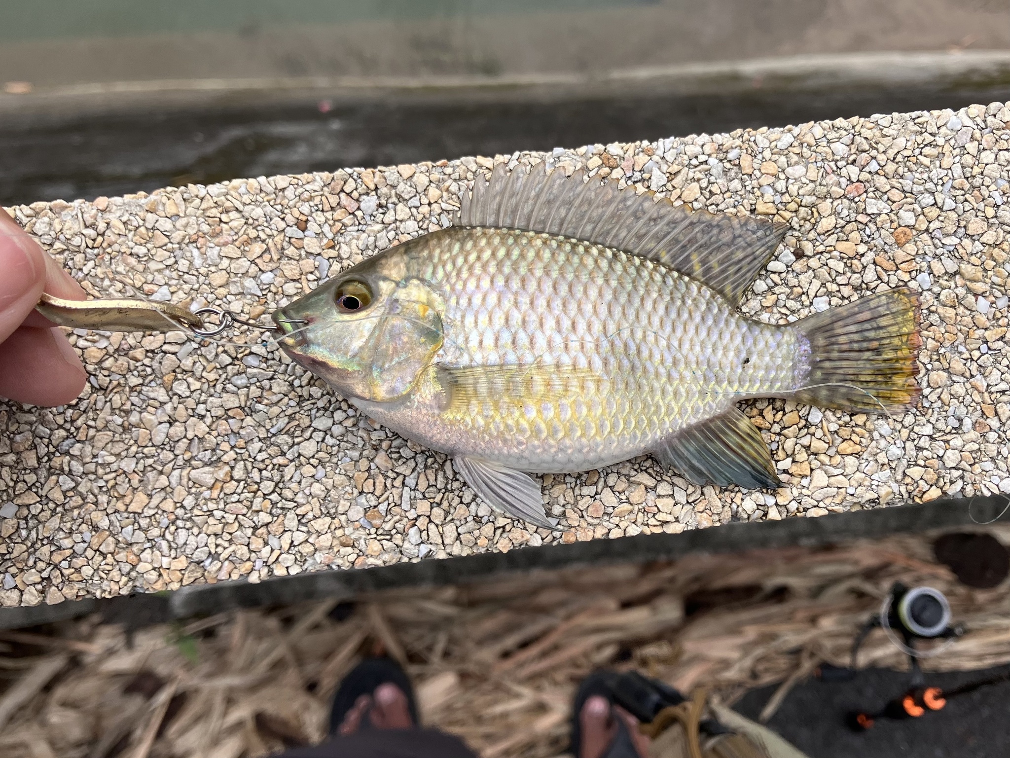 Coptodon zillii (Gervais, 1848)