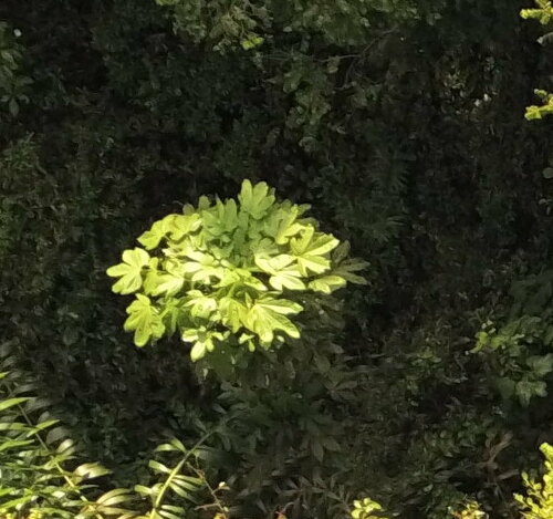 Scaphium affine · NaturaLista Colombia