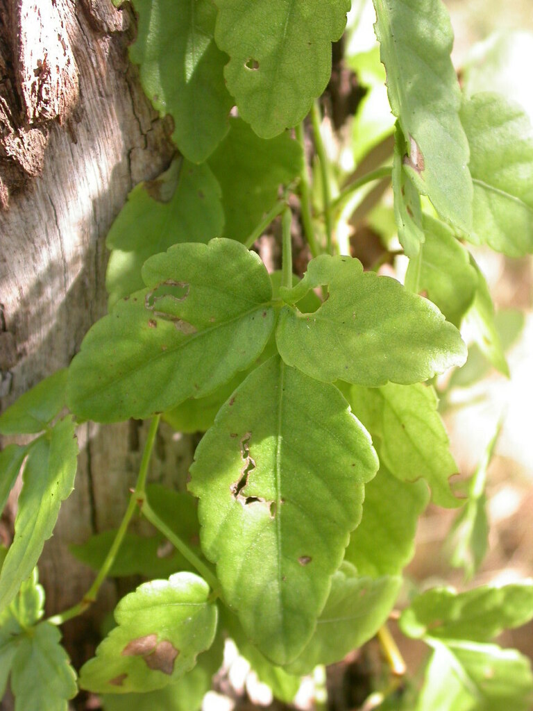 Three-Leaved Wild Vine from Yagoonya QLD 4892, Australia on April 5 ...