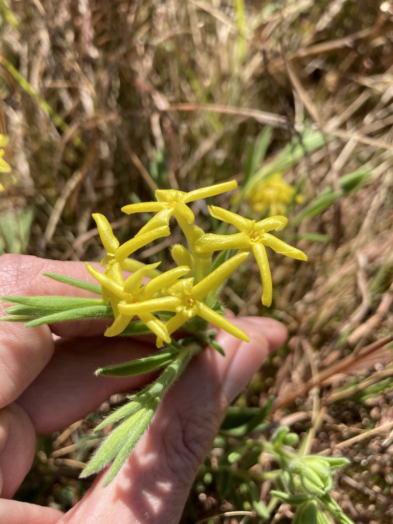 Poison Curryflower from Thaba Chweu, Sabie, MP, ZA on June 10, 2023 at ...