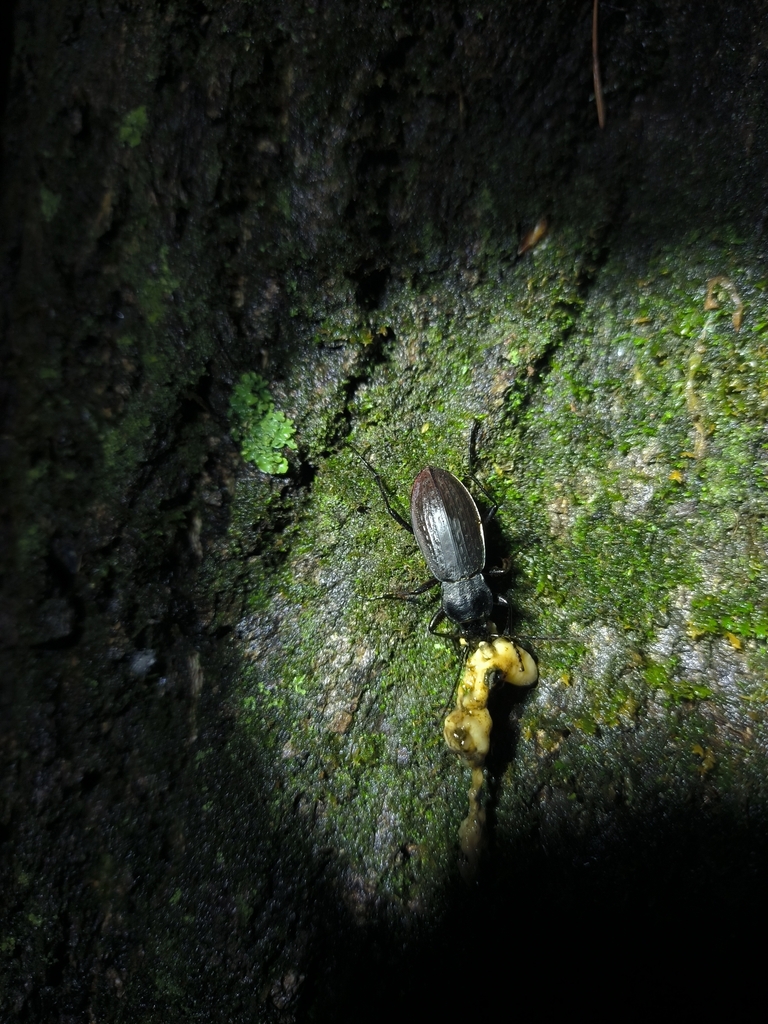 Carabus wulffiusi from Heilongjiang, CN on June 9, 2023 at 08:52 PM by ...