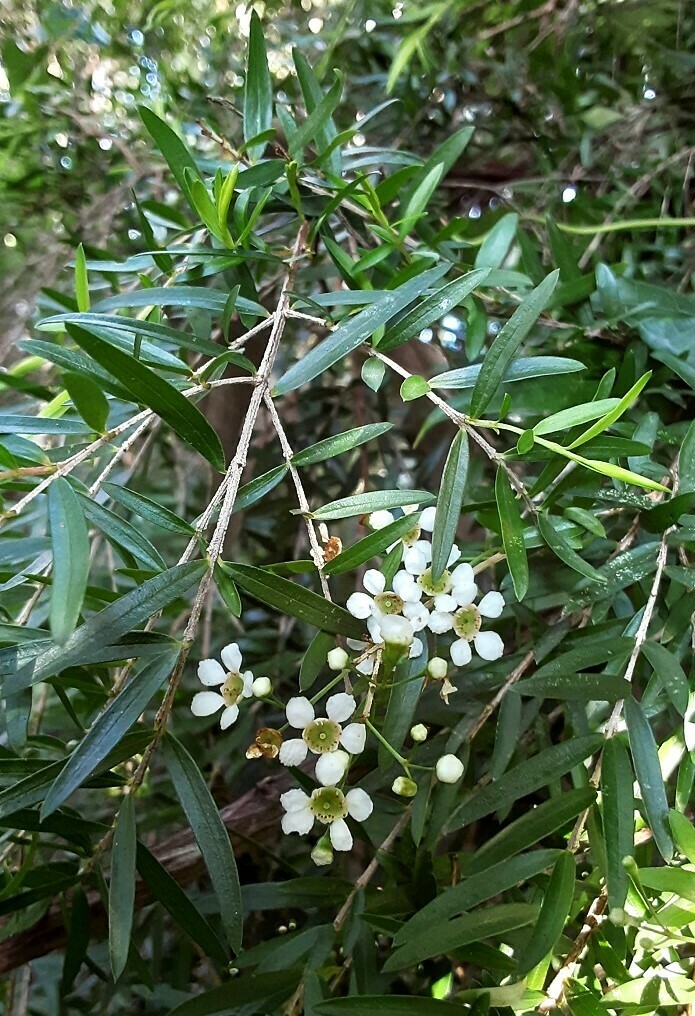 Tall Baeckea from Huskisson NSW 2540, Australia on June 7, 2023 at 10: ...