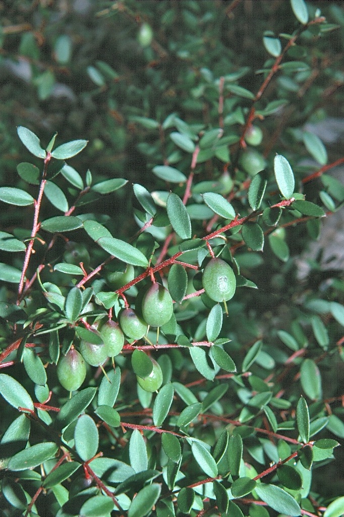 Persoonia brevifolia from Chandlers Creek VIC 3890, Australia on ...