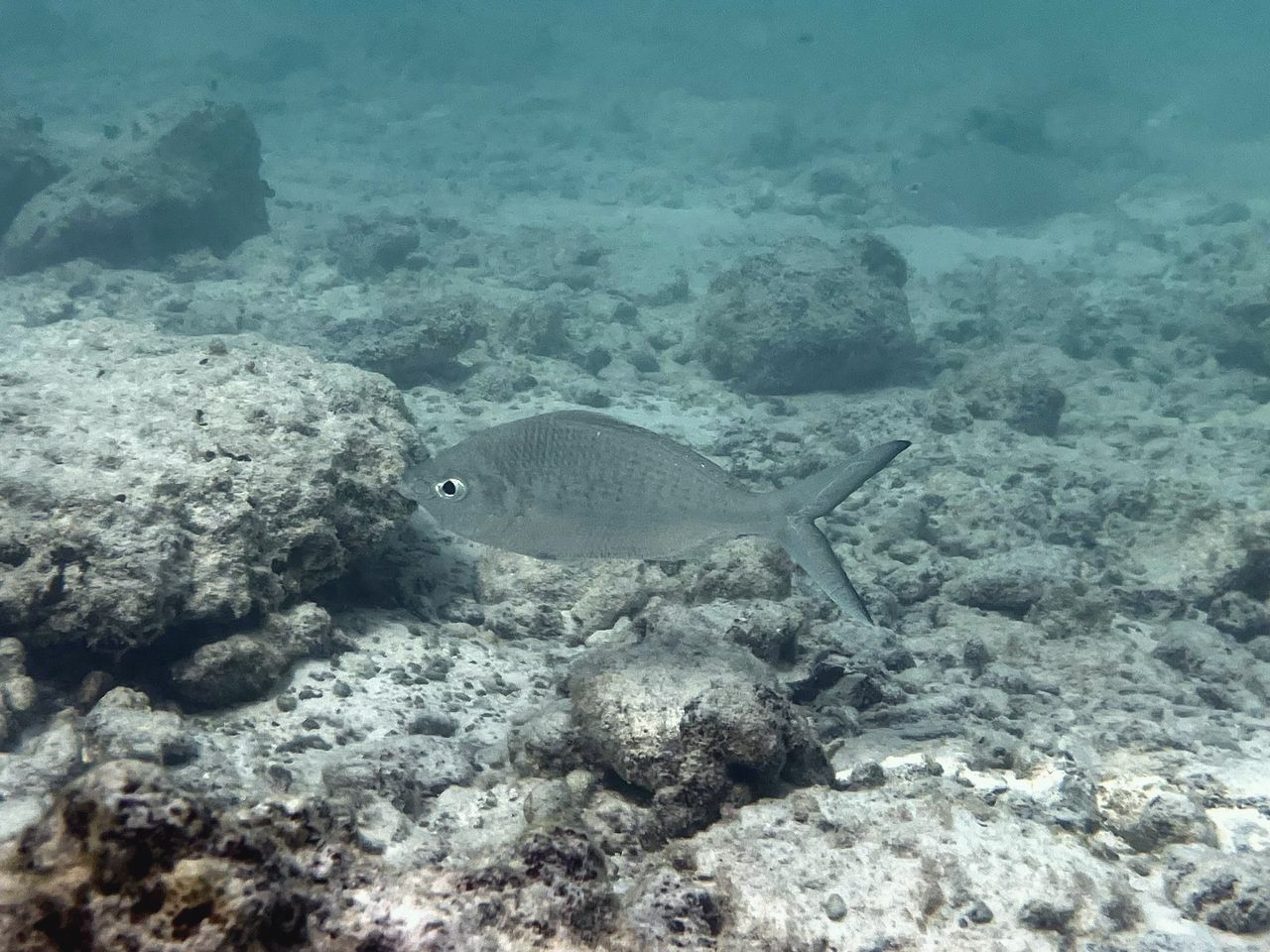 Gerres longirostris (Lacepède, 1801)