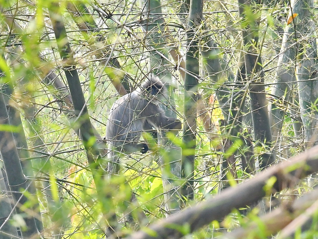 Indochinese Lutung in April 2023 by stefanie_de_win · iNaturalist