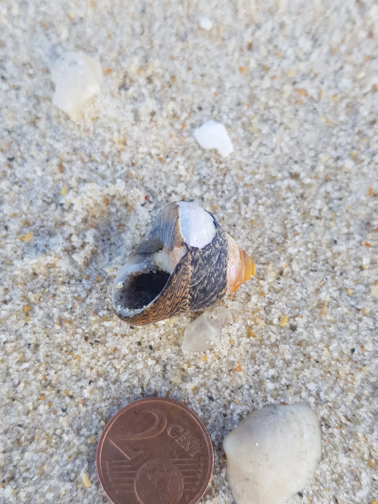 Phorcus lineatus (da Costa, 1778)