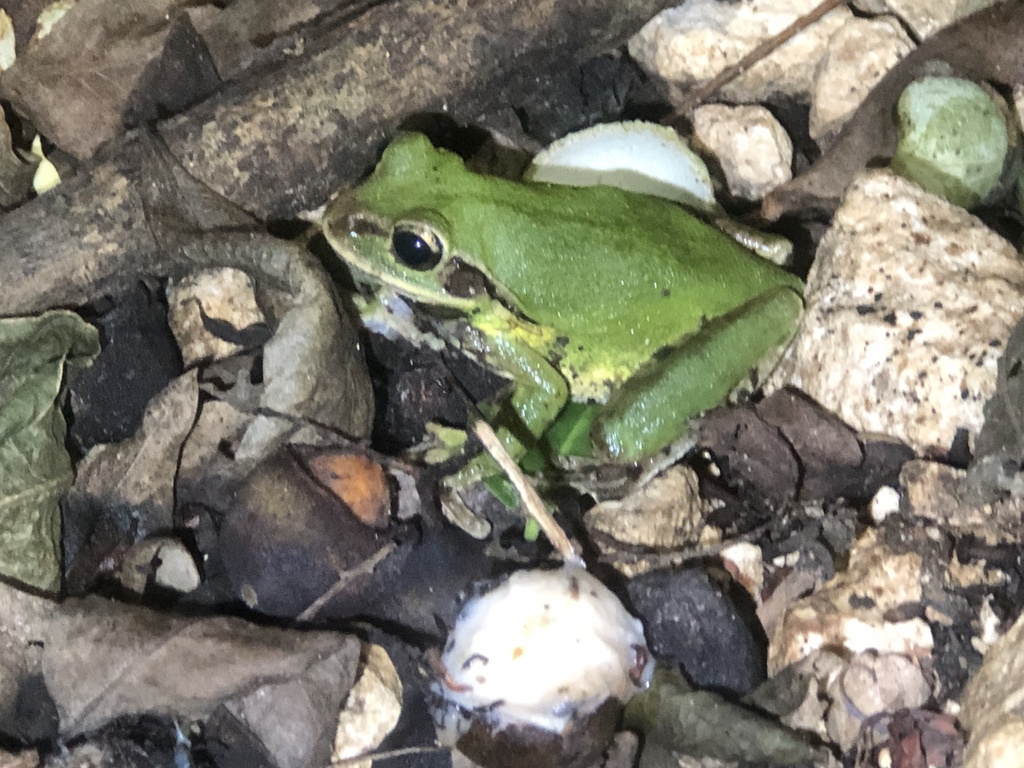 Smilisca Tree Frogs from Nandayure, Guanacaste, CR on June 8, 2023 at ...