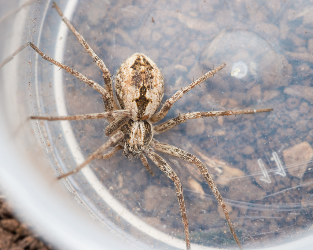 Thanatus vulgaris (Tenerife Spiders) · iNaturalist