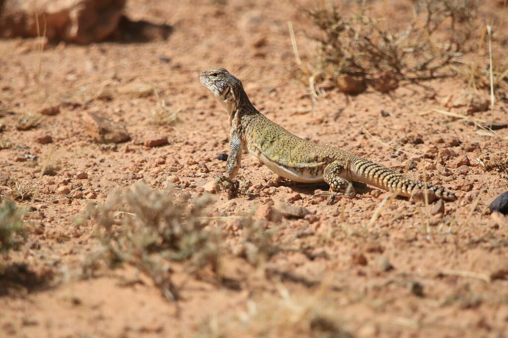 Moroccan Spiny-tailed Lizard from Naâma, Algérie on September 27, 2019 ...