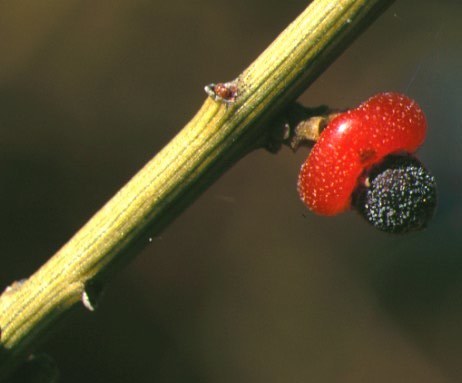 (Exocarpos) - Botanical Realm