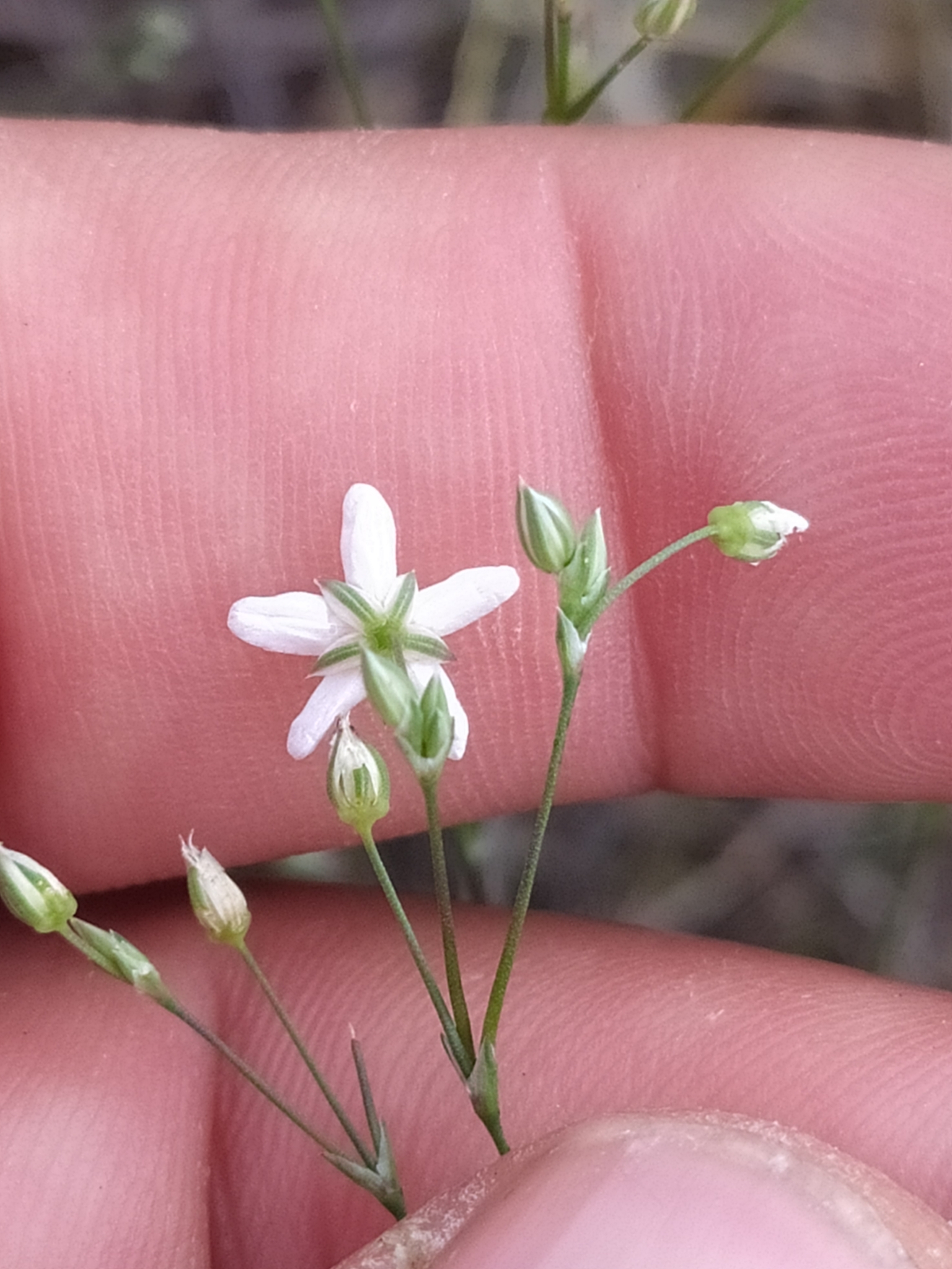 Minuartia setacea (Thuill.) Hayek