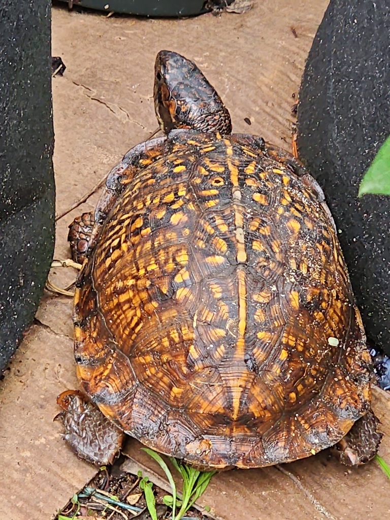 Common Box Turtle from Tallahassee on June 10, 2023 at 09:16 AM by ...