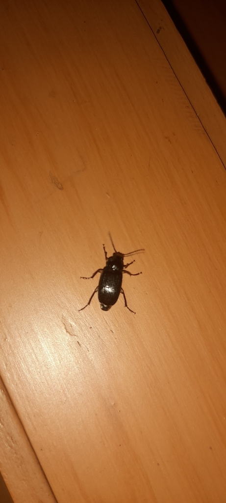 Ground Beetles from 5V7H+68G, Idimuzhikkal, Chelambra, Kerala 673631 ...