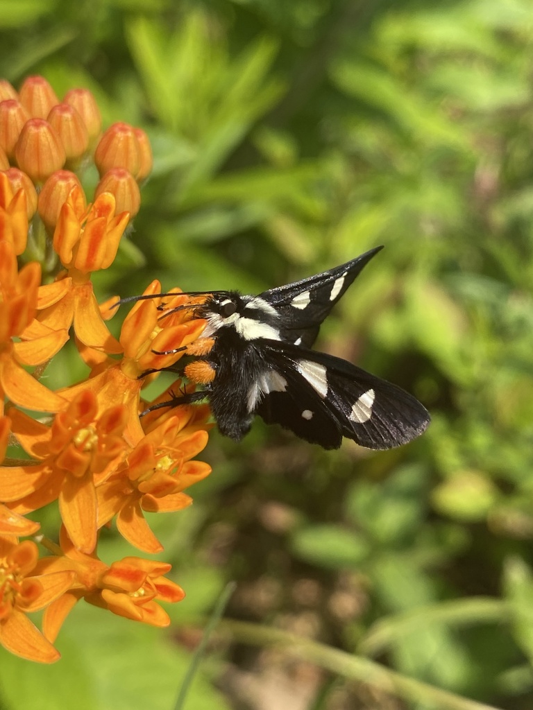 Eight-spotted Forester Moth from Gold Star Dr, Raleigh, NC, US on June ...