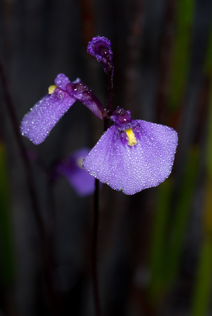(Polypompholyx) - Botanical Realm