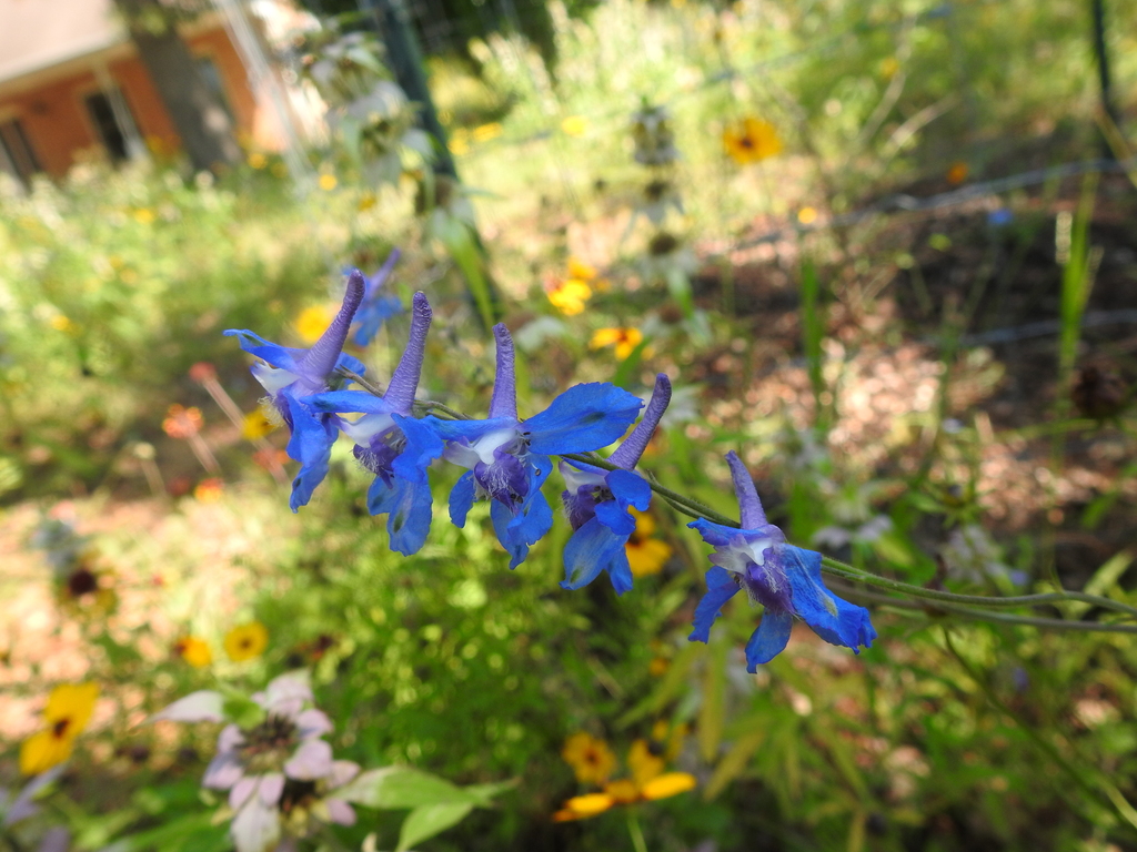 Wild Blue Larkspur from Bastrop County, TX, USA on June 6, 2023 at 10: ...