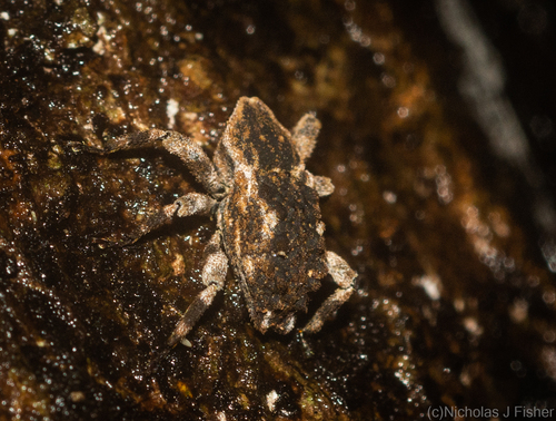 Poropterus python · iNaturalist Mexico