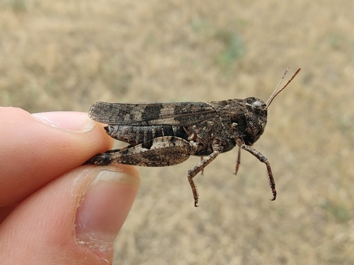 Subespecies Celes variabilis carbonaria · Naturalista Costa Rica
