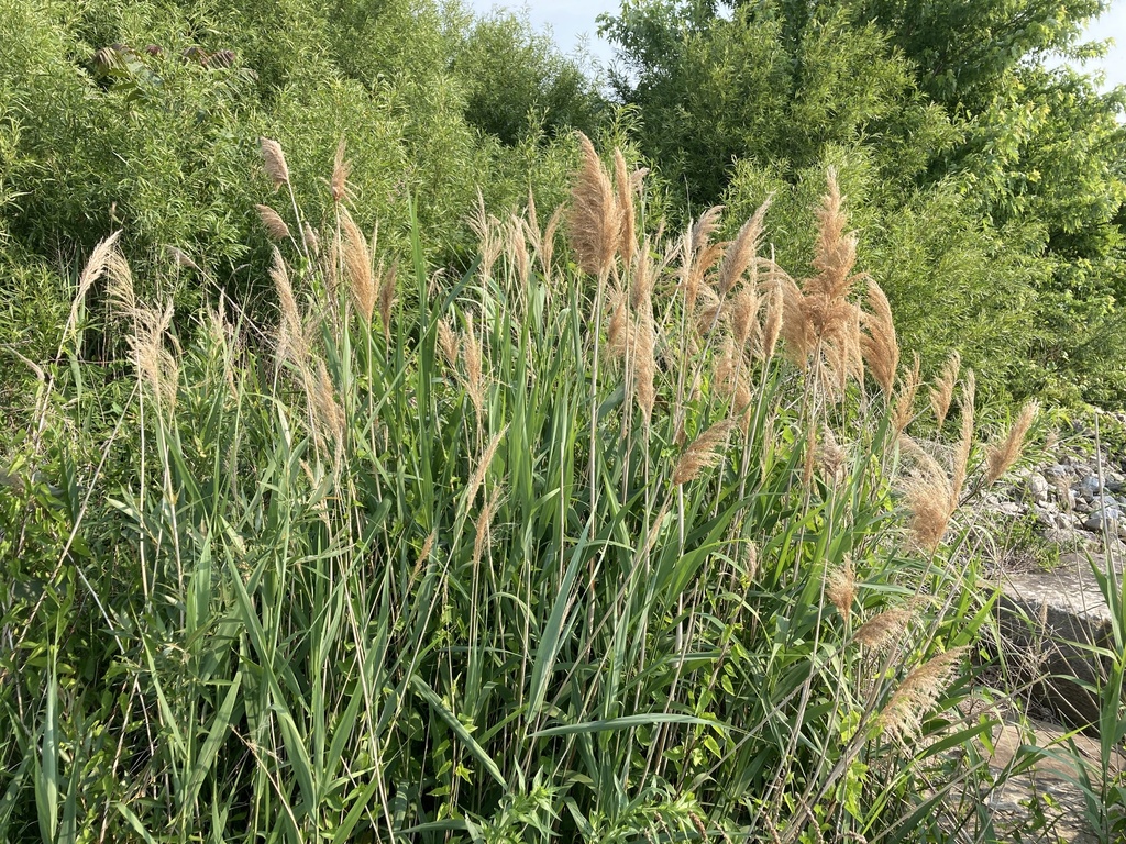 common reed from Huron, OH, US on June 10, 2023 at 09:24 AM by Nathan ...
