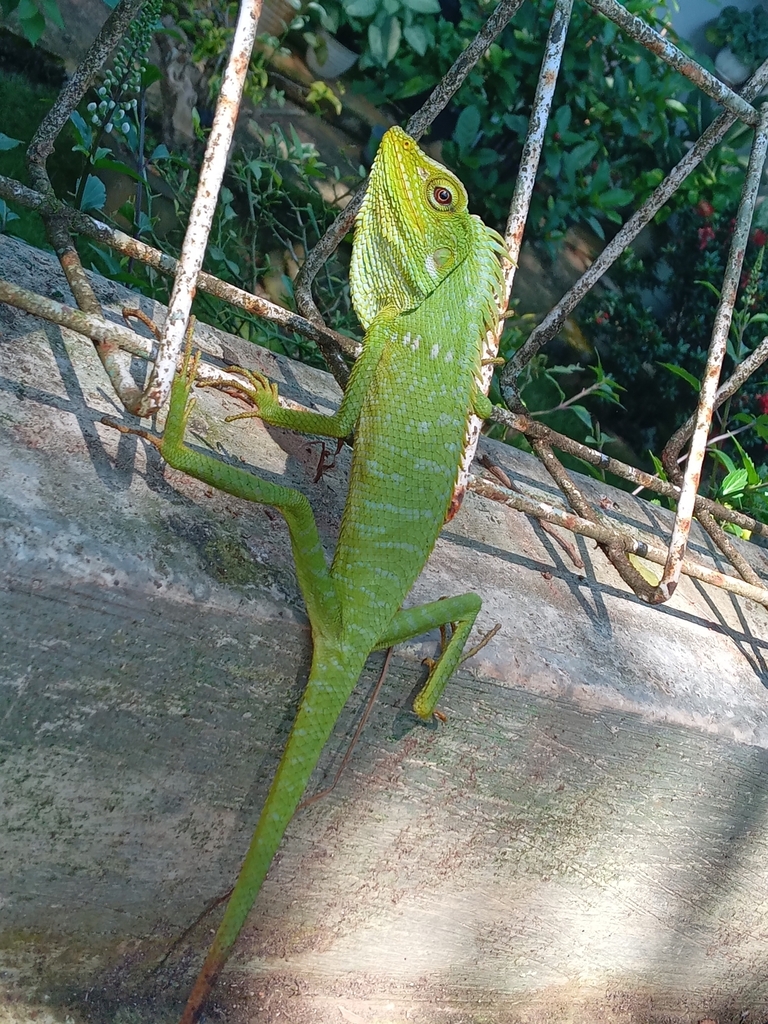 Great Crested Canopy Lizard from Cisadap, Kec. Ciamis, Kabupaten Ciamis ...