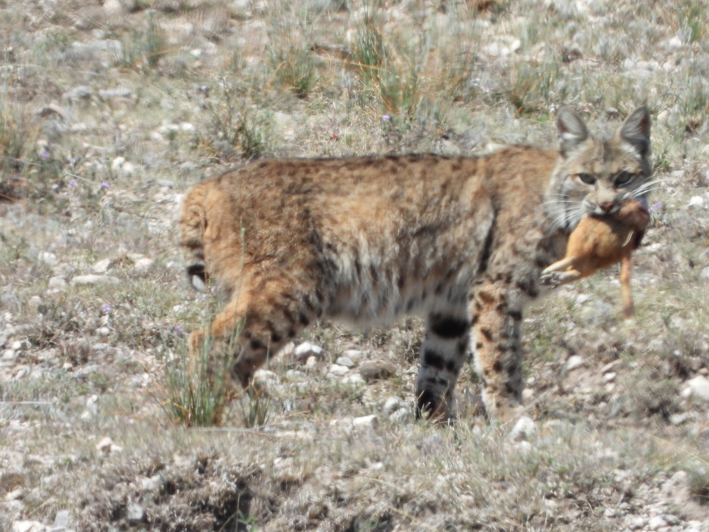 Bobcat from Saltillo, Coah., México on June 9, 2023 at 11:05 AM by ...