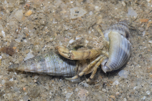 Diogenes laevicarpus · iNaturalist