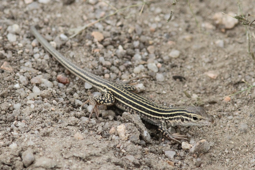 Triploid Checkered Whiptail from 320 Peppergrass Ln, Fountain, CO 80817 ...