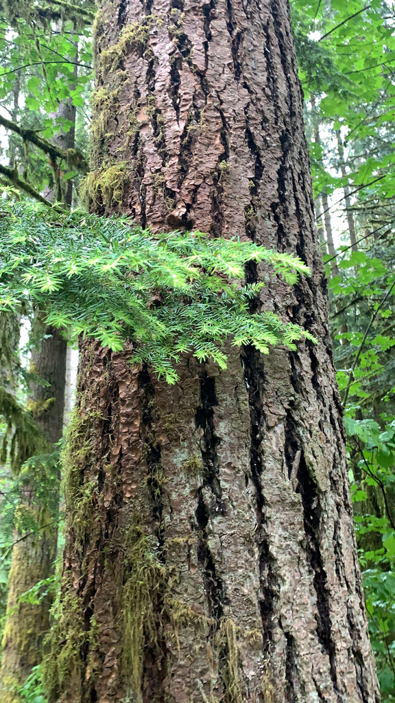 western hemlock from Concrete on June 10, 2023 at 08:43 AM by Forrest ...