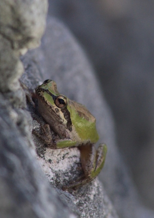 Baja California Tree Frog in June 2021 by Joaquin Alberto Corrales ...