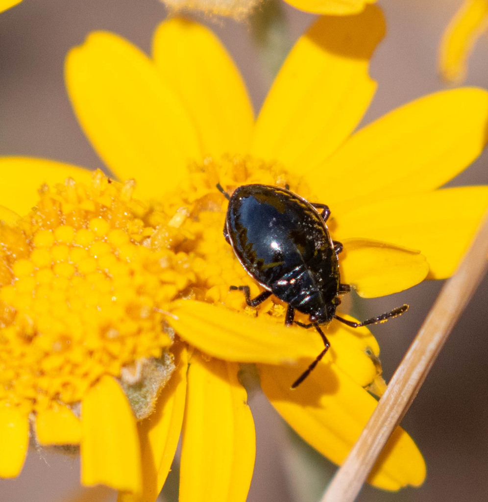True Bugs from Mount Diablo, Contra Costa County, CA, USA on June 9 ...