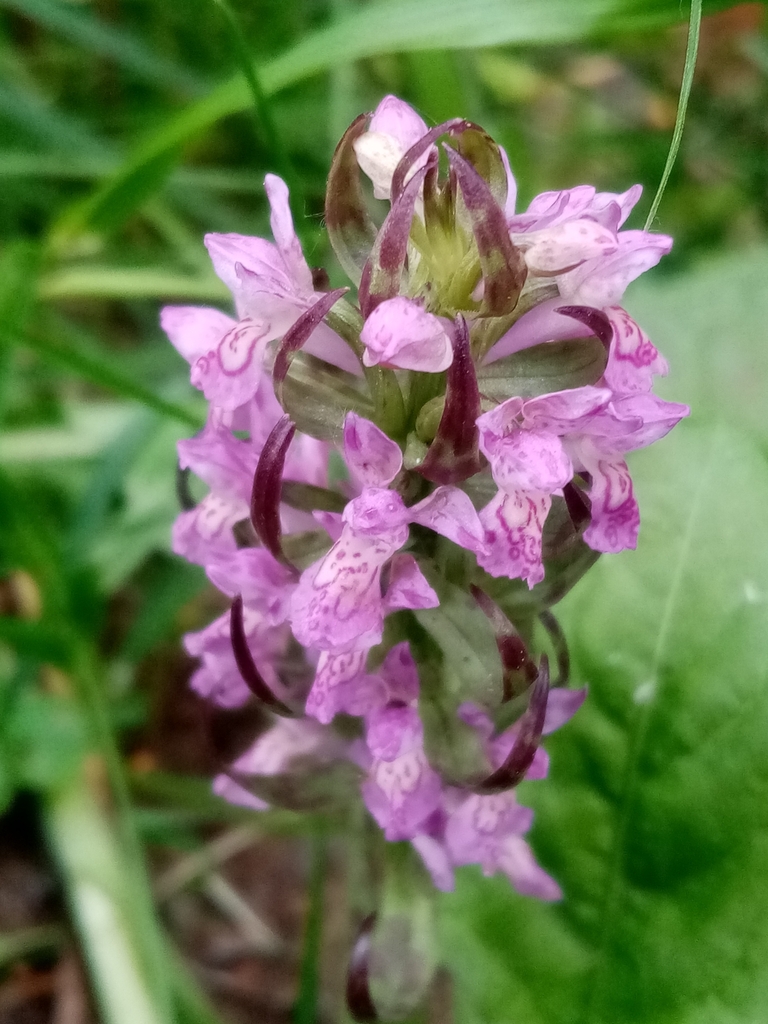Early Marsh-orchid from Москва, Россия, 119571 on June 10, 2023 at 01:40 PM by Дмитрий Левченко ...