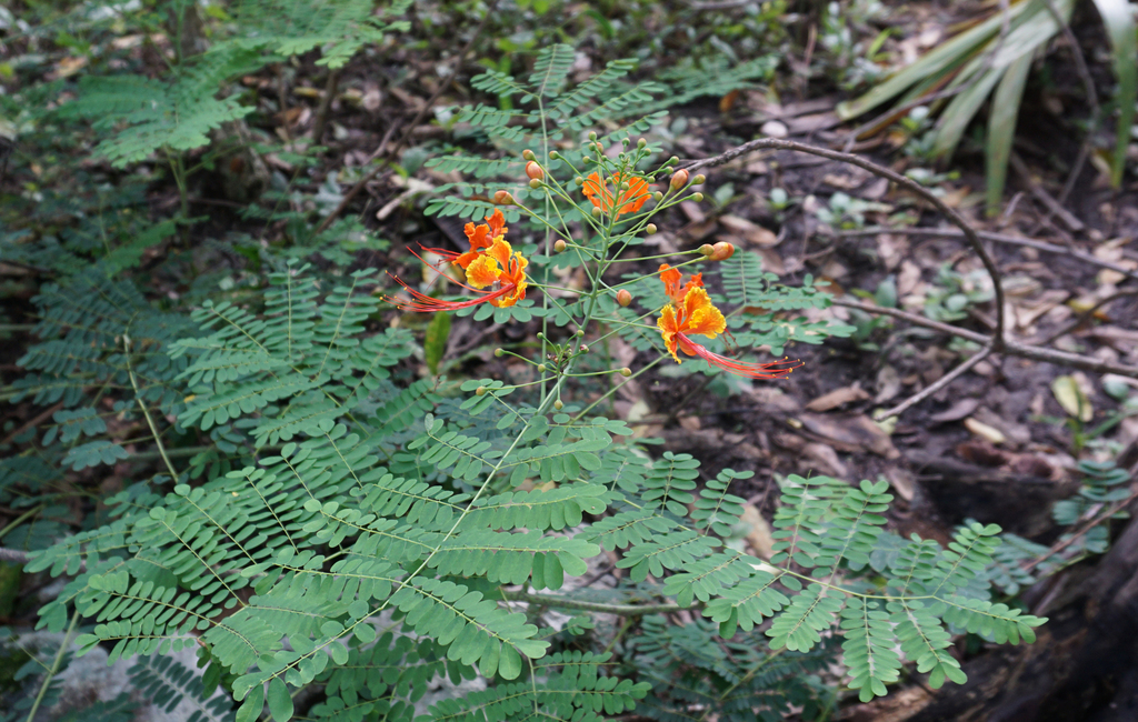 peacock flower (Caesalpinia pulcherrima) - Botanical Realm
