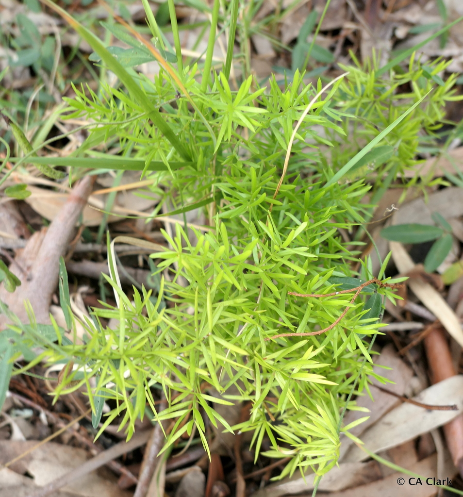 African Asparagus from Tin Can Bay, Queensland, Australia on June 14 ...