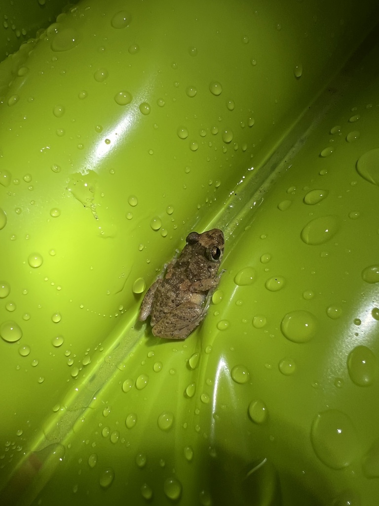 Greenhouse Frog from Front Beach Rd, Panama City Beach, FL, US on June ...