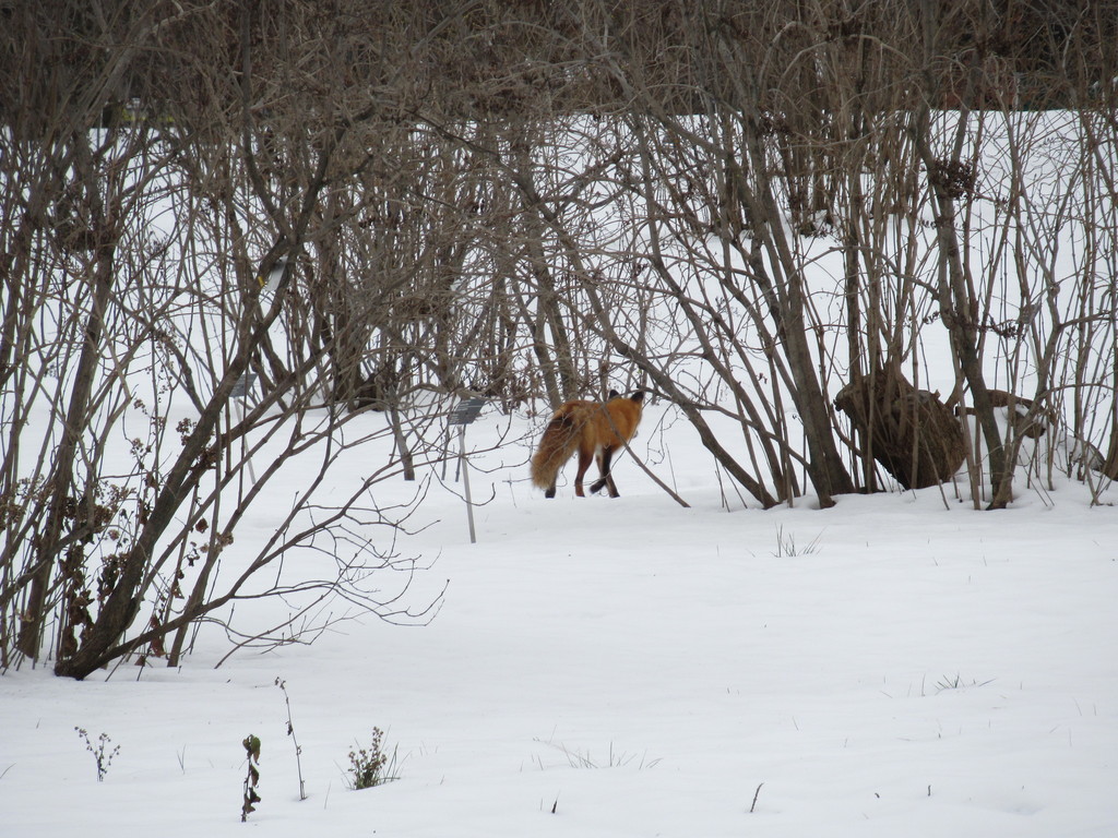Red Fox from Montreal Botanical Garden, Montreal, QC, Canada on ...