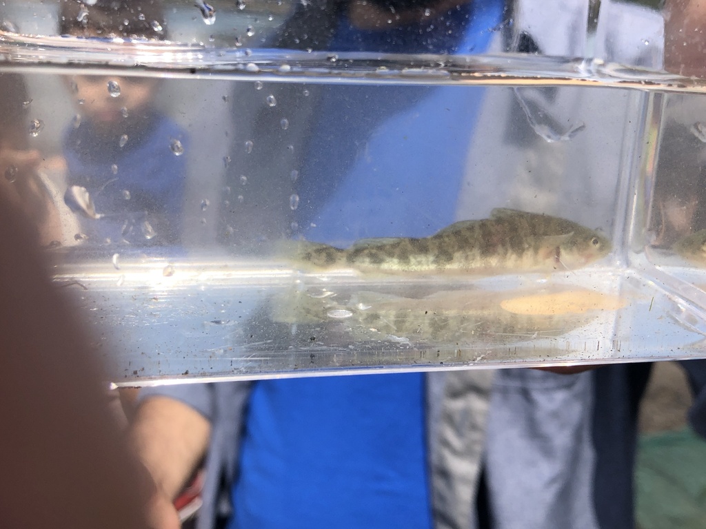 Atlantic Tomcod from Manhattan, New York, NY, US on June 10, 2023 at 11 ...
