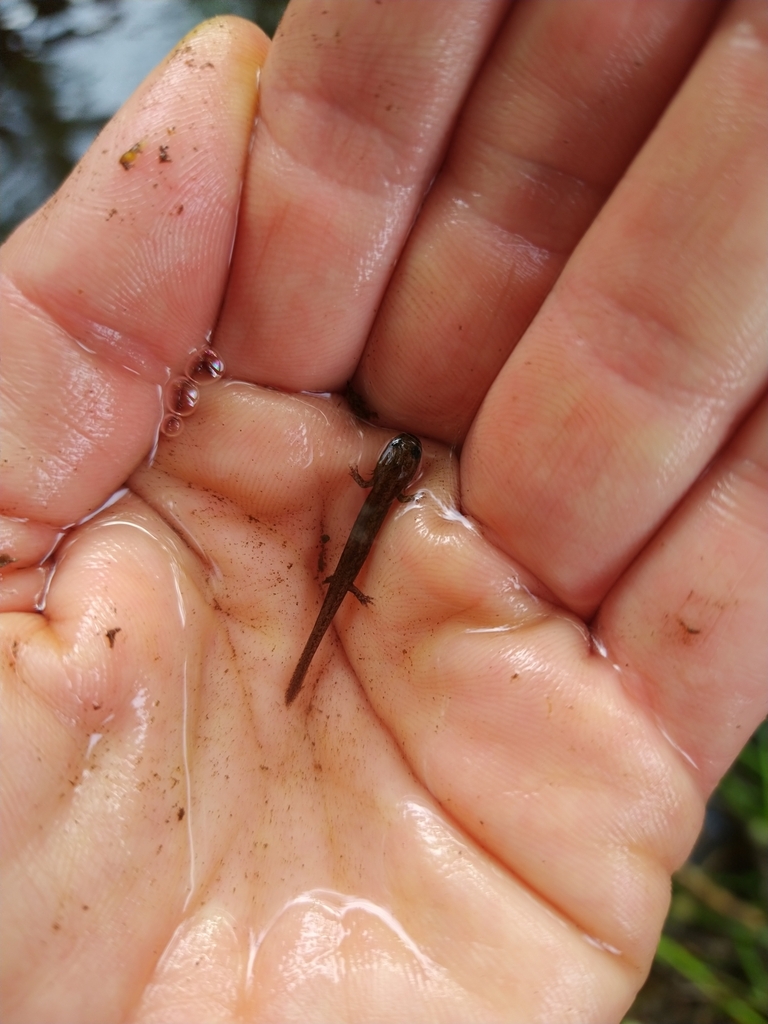 Gold-striped salamander from Vila Facaia, 3270, Portugal on June 10 ...