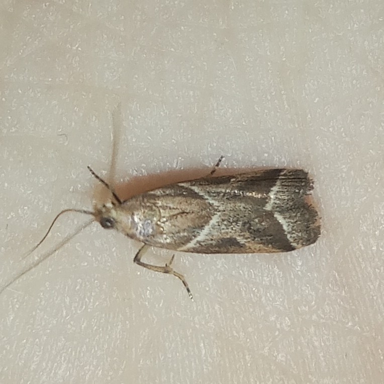 Nyctegretis lineana Scopoli, 1786