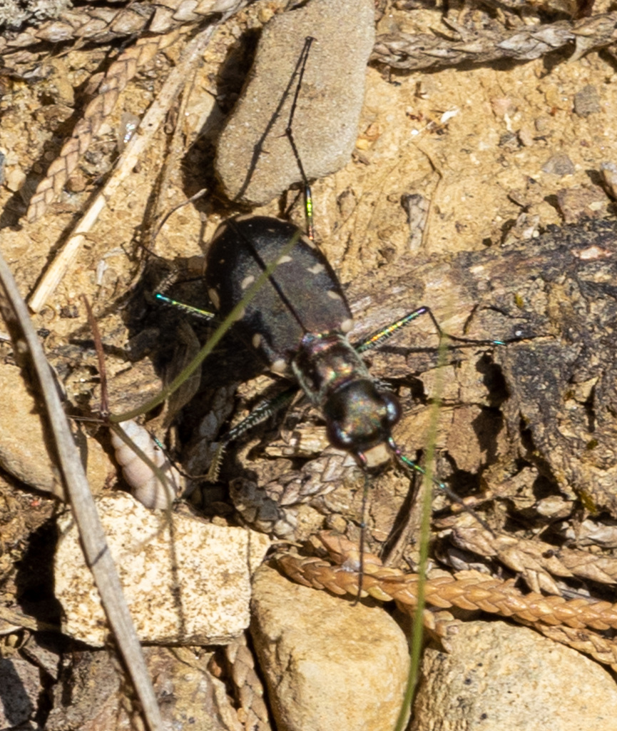 Eastern Red-bellied Tiger Beetle from Montgomery County, OH, USA on ...